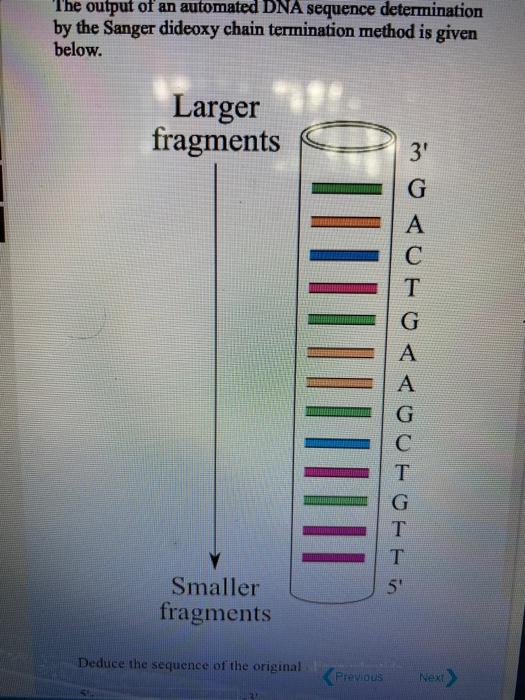 Solved The output of an automated DNA sequence determination | Chegg.com