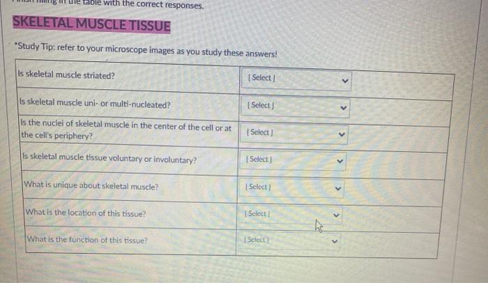 Solved ve table with the correct responses. SKELETAL MUSCLE | Chegg.com
