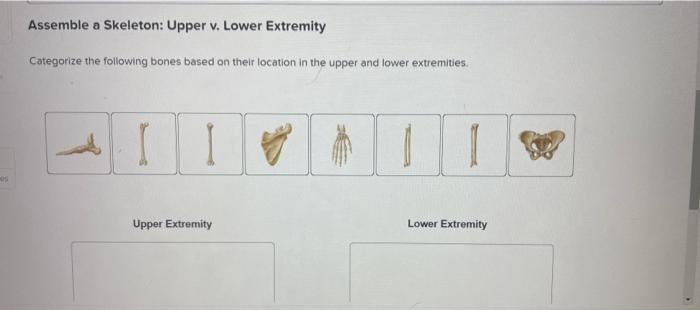 Solved Assemble a Skeleton: Upper v. Lower Extremity | Chegg.com