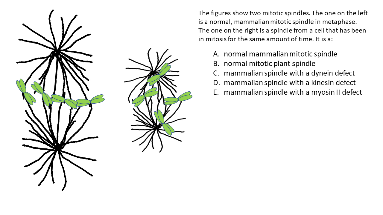 Solved The figures show two mitotic spindles. The one on the | Chegg.com