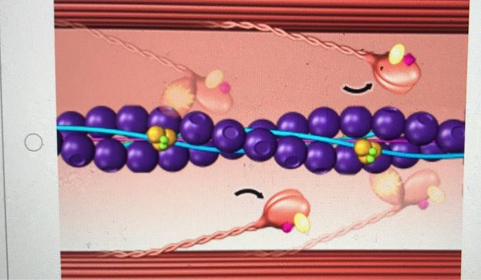 Rigor mortis refers to the changes in muscle tissue | Chegg.com
