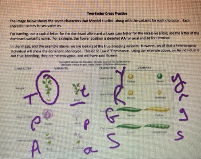 Solved The image below shows characters that Mendel studied | Chegg.com