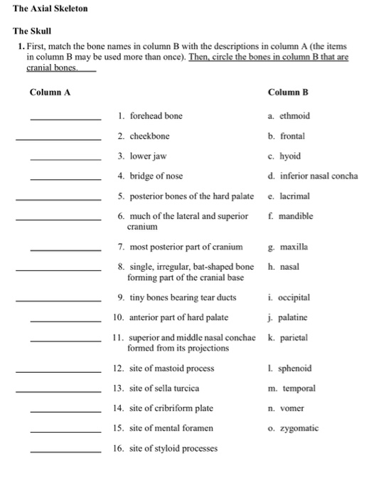 Solved The Axial Skeleton The Skull 1. First, match the bone | Chegg.com