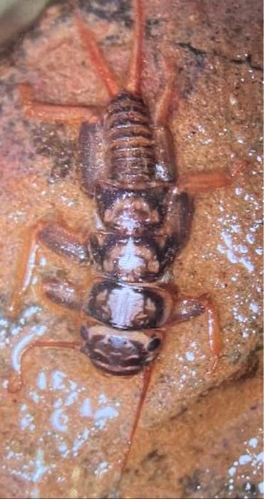 identify class, order, family, genus, and phylum by a | Chegg.com