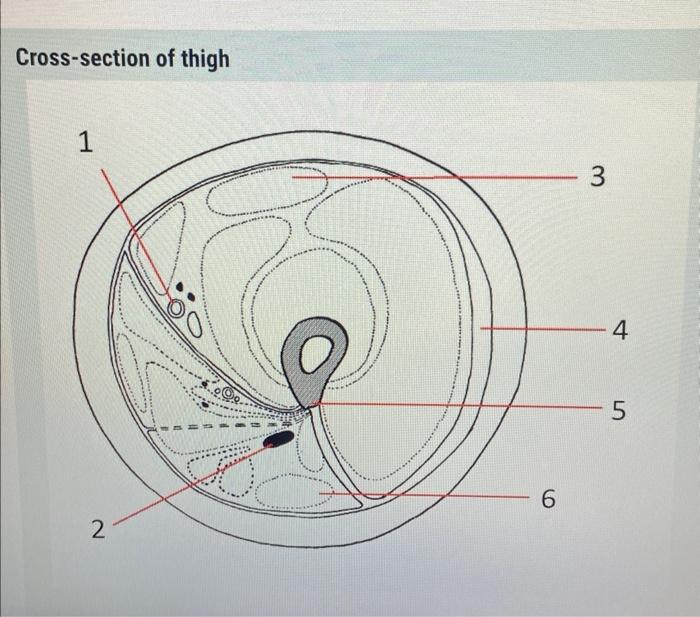 Solved Cross-section of thigh For each numbered structure, | Chegg.com