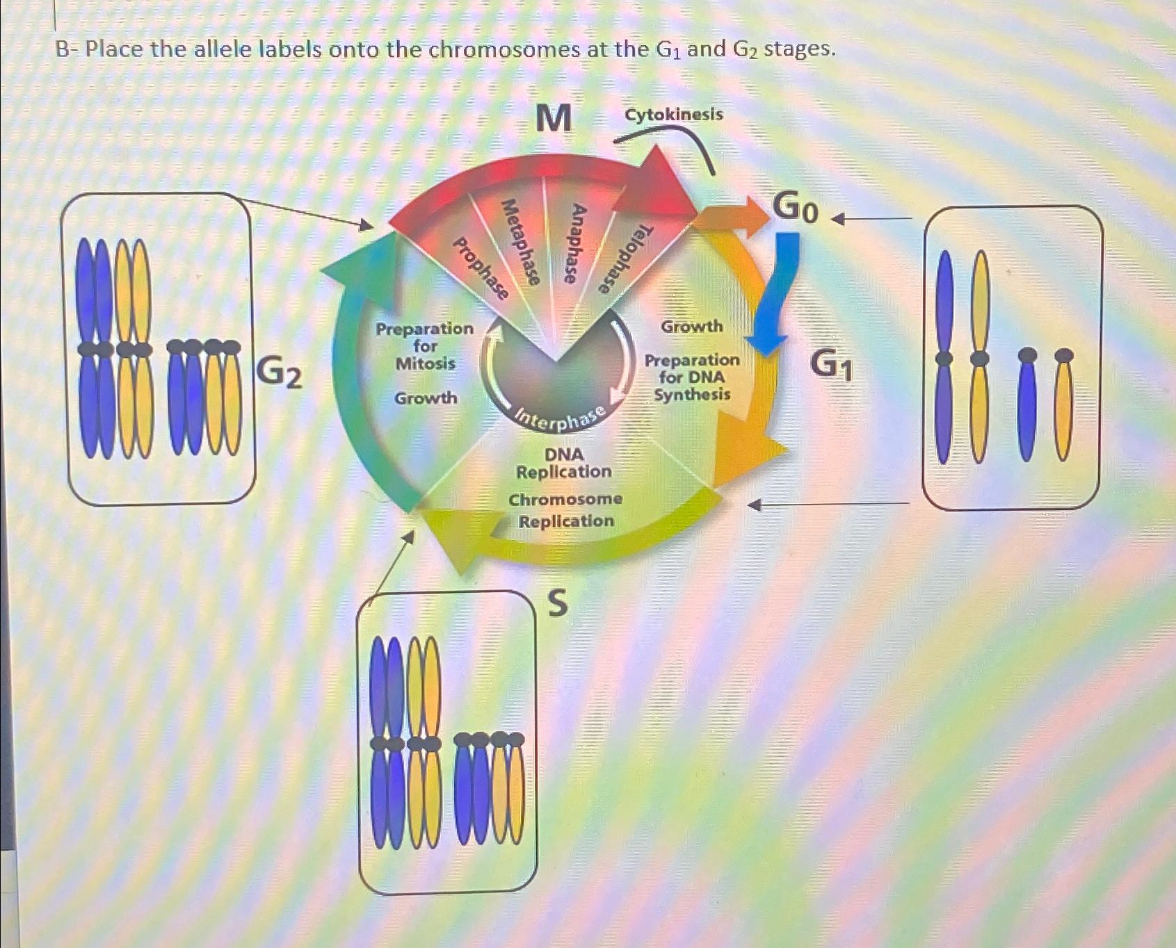 Solved B- ﻿Place the allele labels onto the chromosomes at | Chegg.com