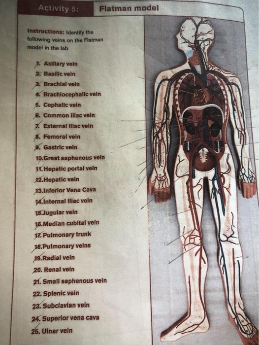 Solved UNIT 10 THU CARDIOVASCULAR SYSTEM Activity 5: Flatman | Chegg.com