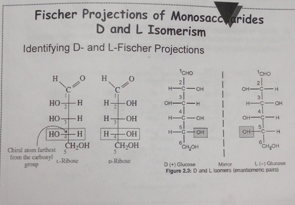 Solved Fischer Projections of Monosacc_aridesD ﻿and L | Chegg.com