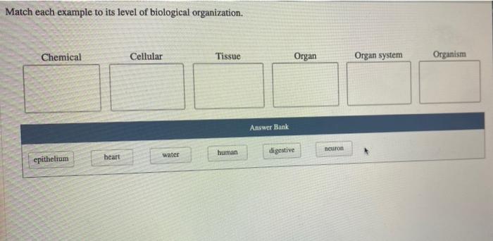 Solved Match each example to its level of biological | Chegg.com