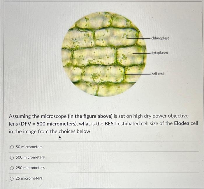 Solved Assuming the microscope (in the figure above) is set | Chegg.com