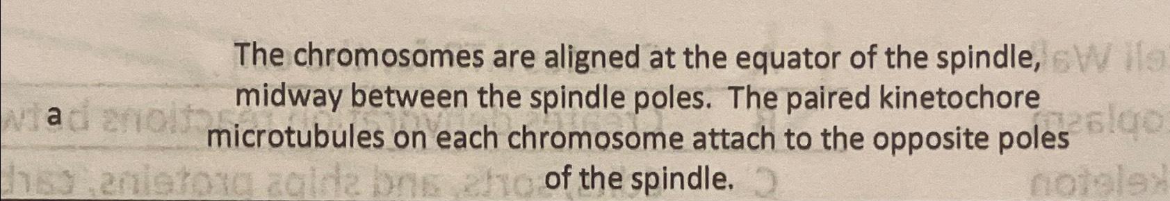 Solved The chromosomes are aligned at the equator of the | Chegg.com