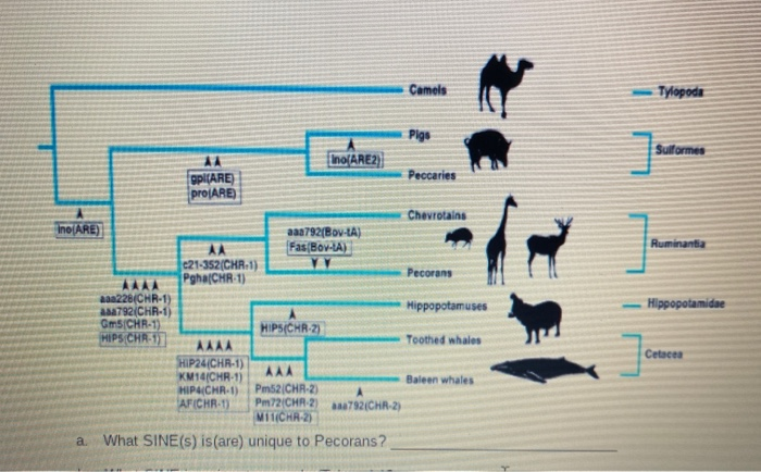 Camels Tylopoda Sulformes Ruminantia Pigs AA | Chegg.com