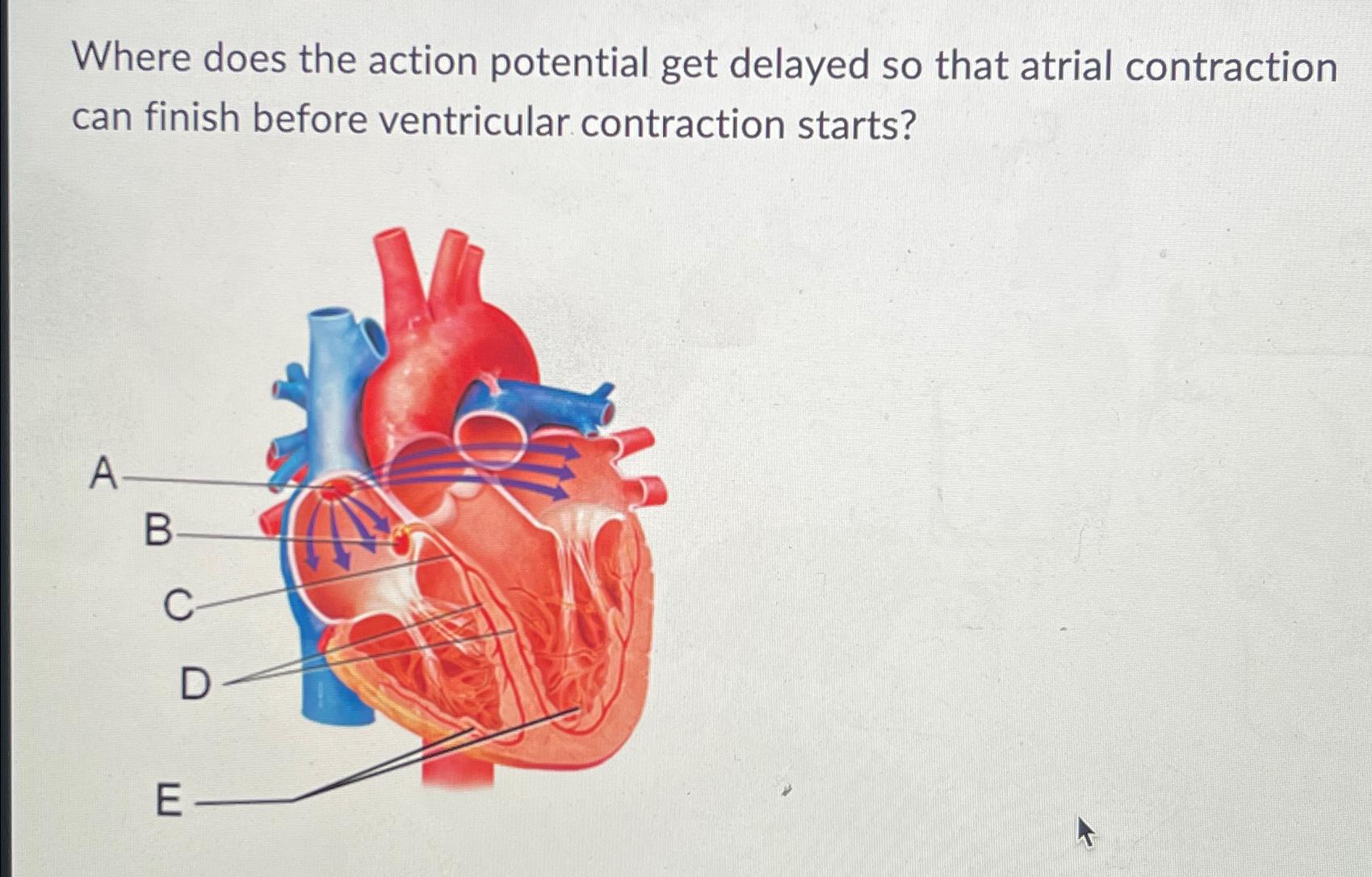 Solved Where does the action potential get delayed so that | Chegg.com