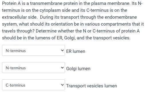 Solved Protein A is a transmembrane protein in the plasma | Chegg.com