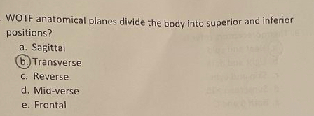 Solved WOTF anatomical planes divide the body into superior | Chegg.com