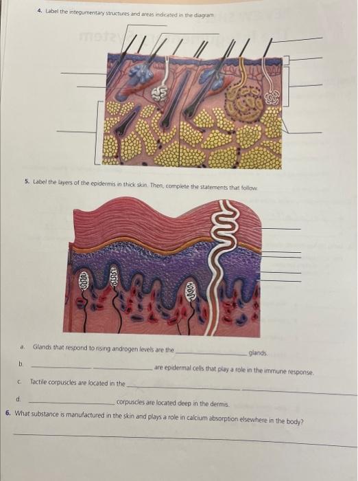 Solved ExE RCise The Integumentary System Name Ubininebate | Chegg.com