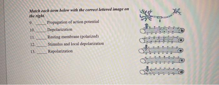 Solved 9. Match each term below with the correct lettered | Chegg.com