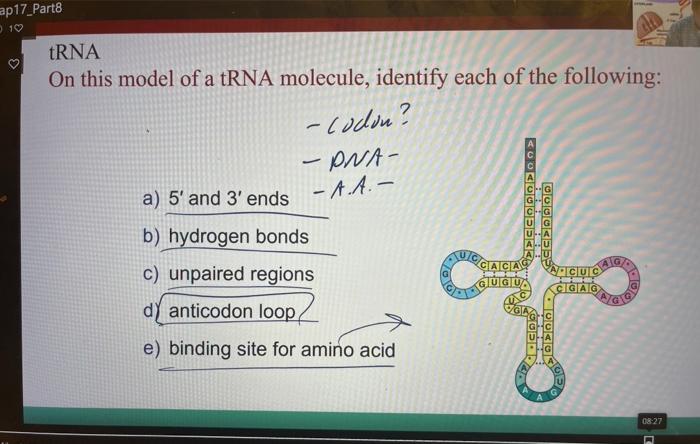 Solved ap17_Parts tRNA On this model of a tRNA molecule, | Chegg.com