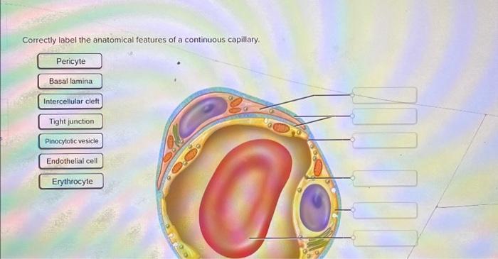 Solved Correctly label the anatomical features of a | Chegg.com
