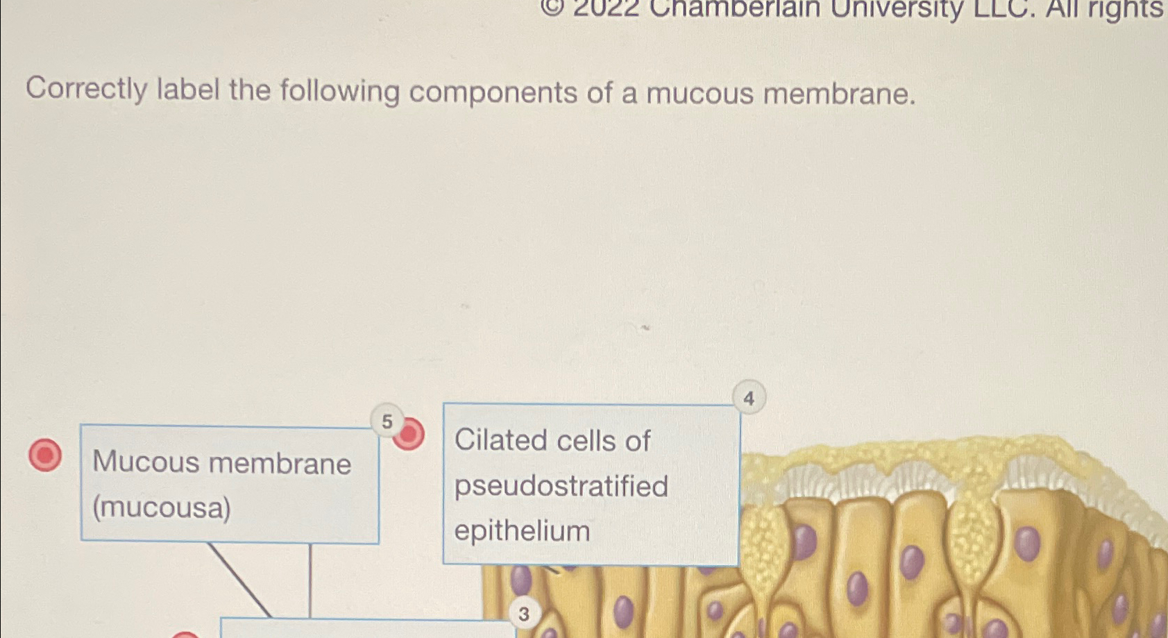 Solved Correctly label the following components of a mucous | Chegg.com Solved Correctly label the following components of a mucous | Chegg.com