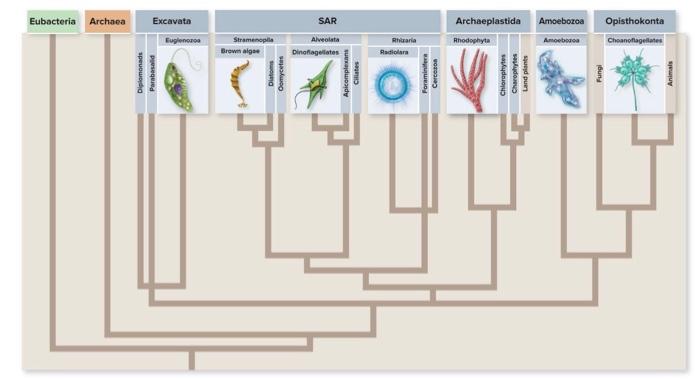 Solved Model 1-Protist phylosenetics 1. On the model, the | Chegg.com