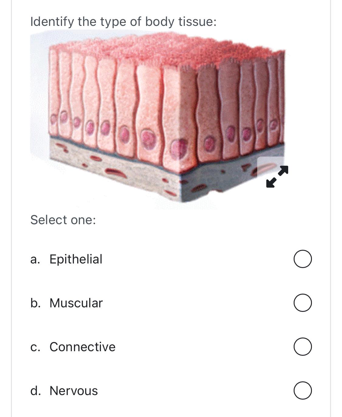 Solved Identify the type of body tissue:Select one:a. | Chegg.com