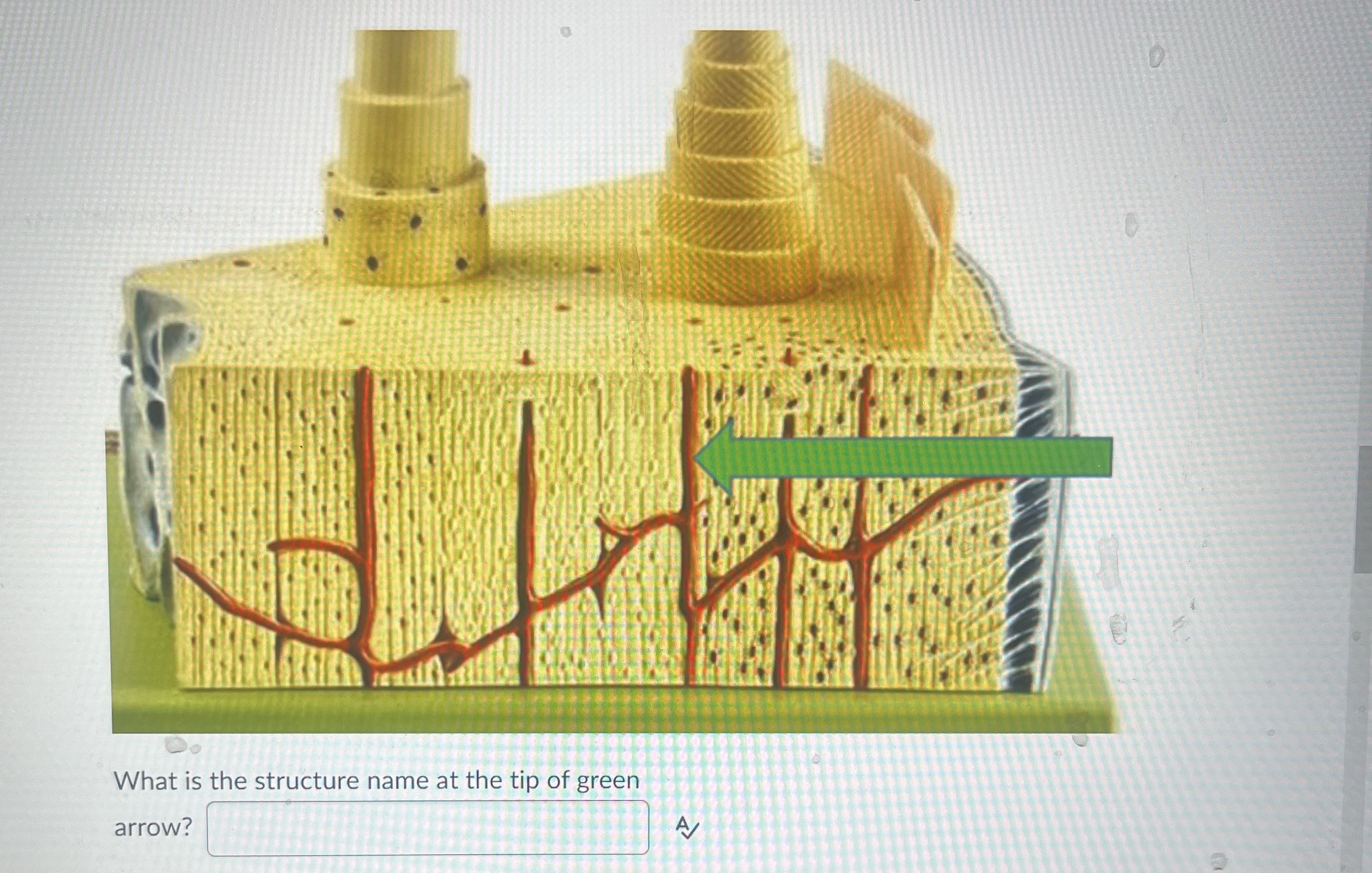 Solved What is the structure name at the tip of green arrow? | Chegg.com