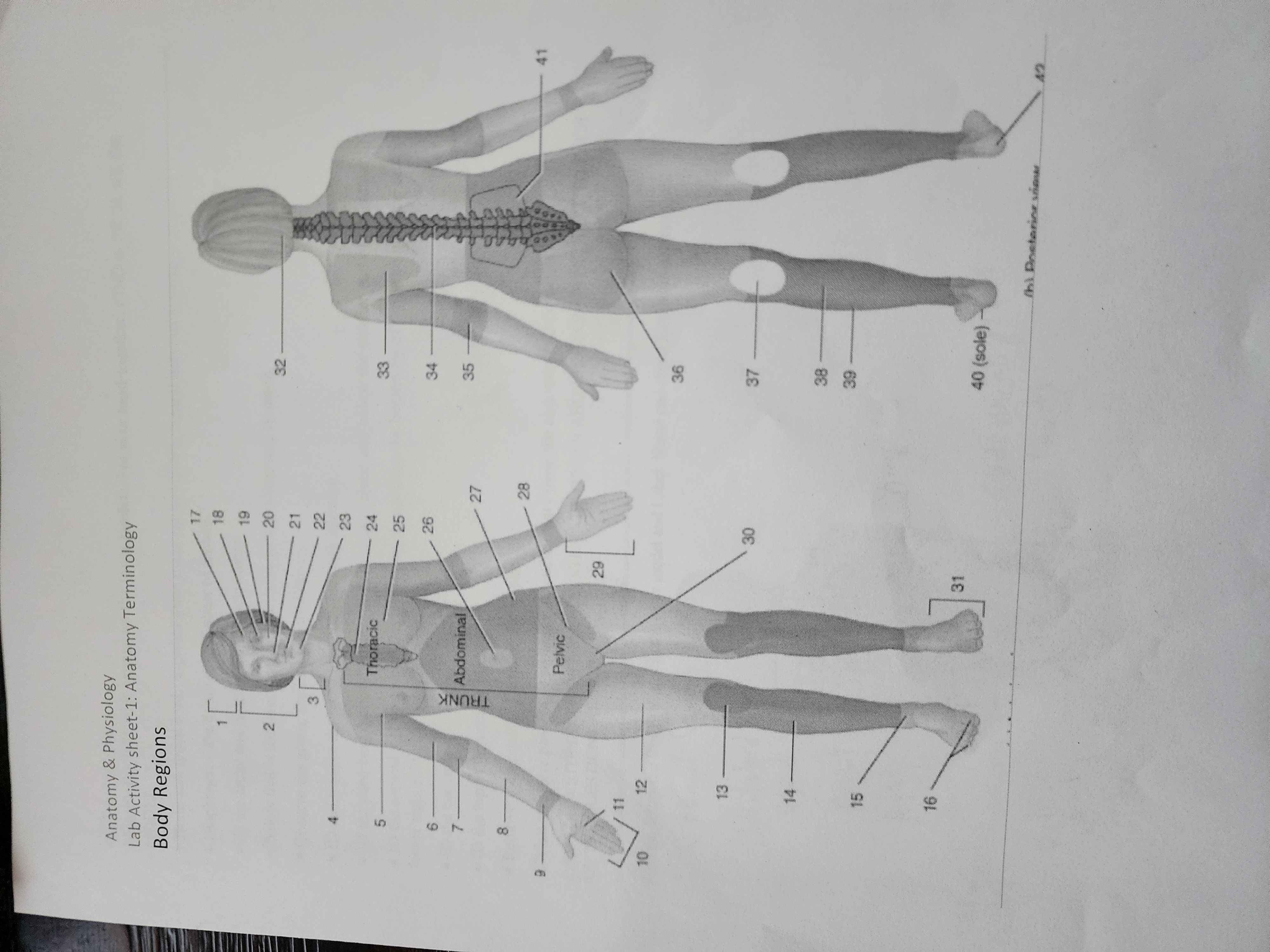 Solved Anatomy & Physiology Lab Activity sheet-1: Anatomy | Chegg.com
