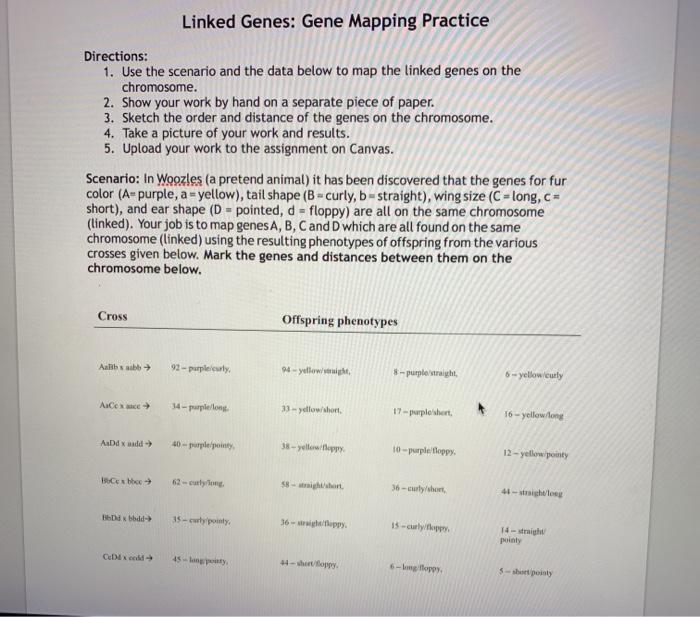 Solved Linked Genes: Gene Mapping Practice Directions: 1. | Chegg.com