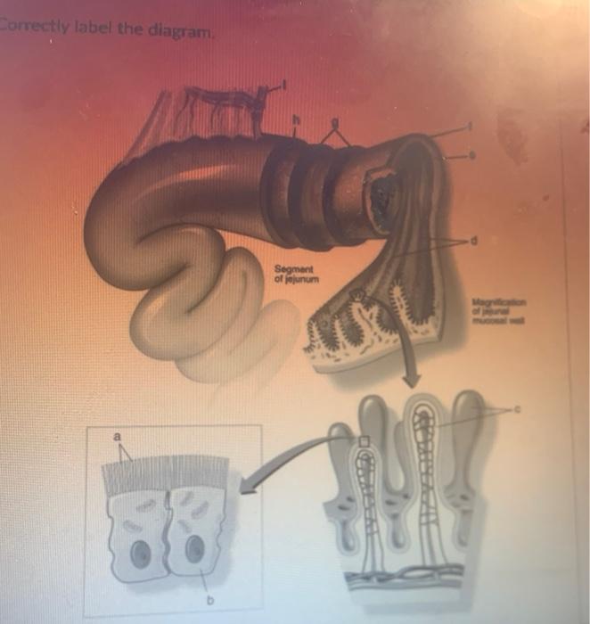 Solved Correctly label the diagram Segment of junum | Chegg.com