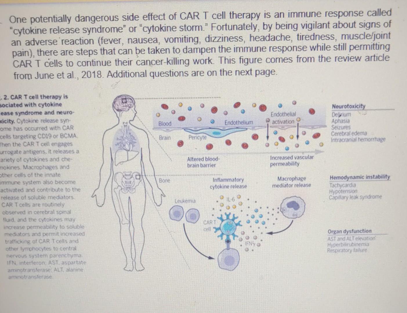 One potentially dangerous side effect of CAR T cell | Chegg.com