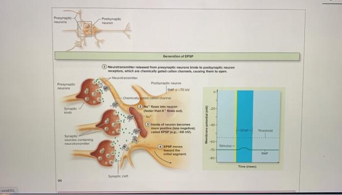Solved III. Neurophysiology A Neurons communicate by | Chegg.com