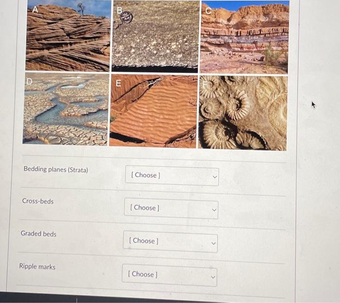 Solved Bedding planes (Strata) Cross-beds Graded beds Ripple | Chegg.com