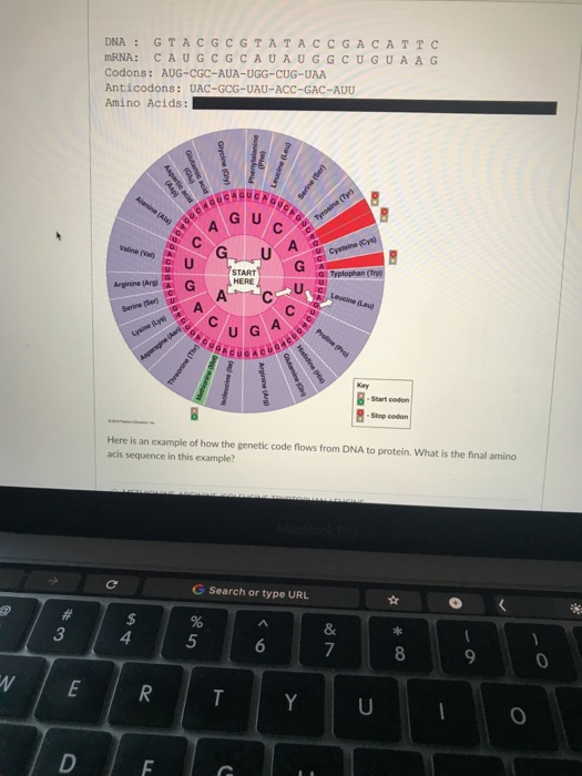 Solved DNA: GTACGCGT ATACCGACATTC mRNA: CAUGCGCAUAUGGCUGU | Chegg.com