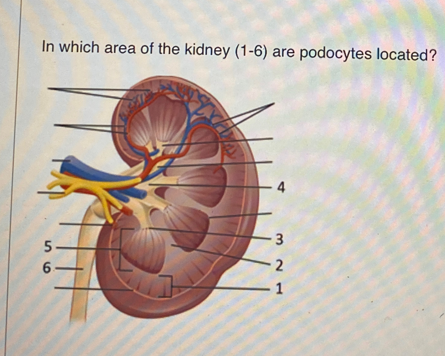 Solved In which area of the kidney (1-6) ﻿are podocytes | Chegg.com