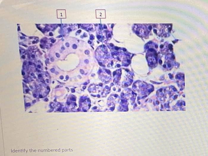 Solved 1 2. Identify the numbered parts | Chegg.com