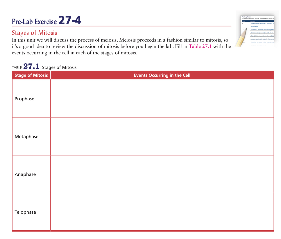 Solved Pre-Lab Exercise 27-4Stages of MitosisIn this unit we | Chegg.com
