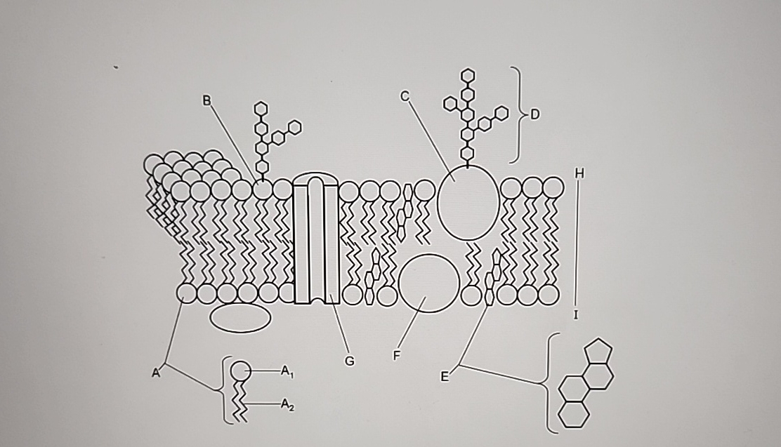 Solved structures represents a covalent modification added | Chegg.com