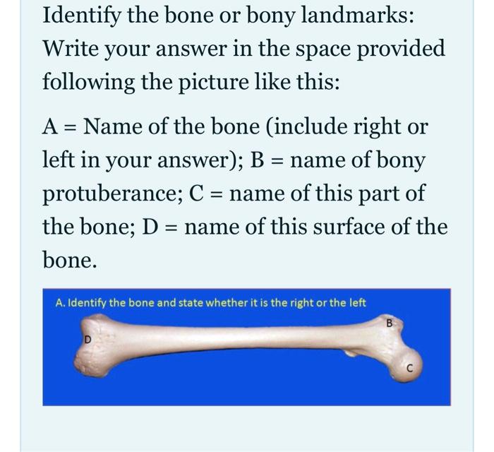 Solved Identify the bone or bony landmarks: Write your | Chegg.com