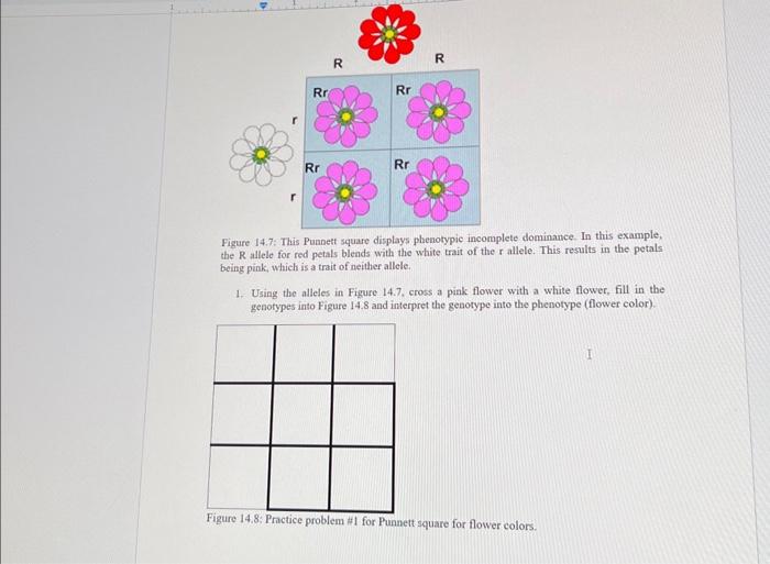 Solved Figure 14.7: This Punnett square displays phenotypic | Chegg.com