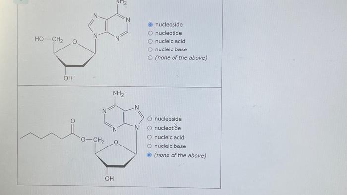 Solved Cussify each molecule: nucleoside nucleotide nucleic | Chegg.com