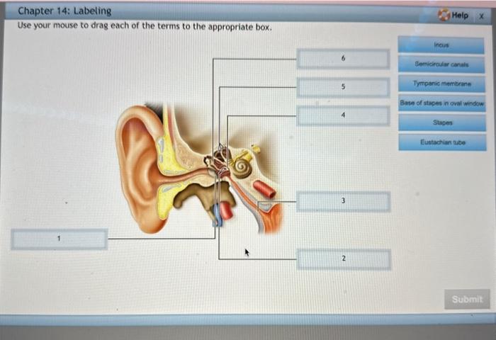 Solved Use Your Mouse To Drag Each Of The Terms To The