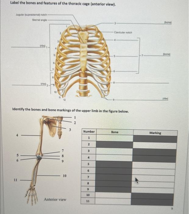 Match the bones in column A with the features in | Chegg.com