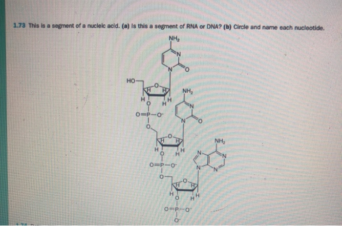 Solved 173 This is a segment of a nucleic acid. (a) is this | Chegg.com