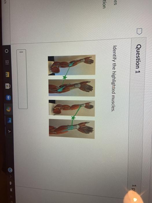 Solved Activity 4: Mastering the Muscles of the Upper Limb | Chegg.com Solved Activity 4: Mastering the Muscles of the Upper Limb | Chegg.com