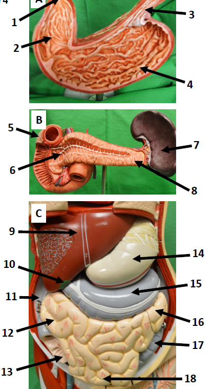 Solved The model labeled A shows a cross section of the | Chegg.com