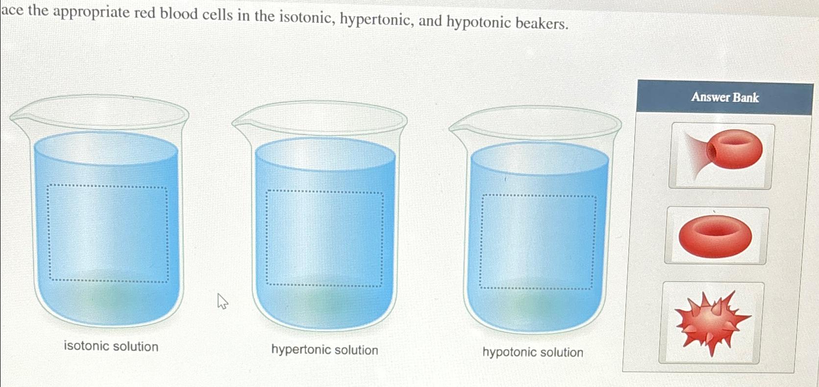 Solved place the appropriate red blood cells in the | Chegg.com
