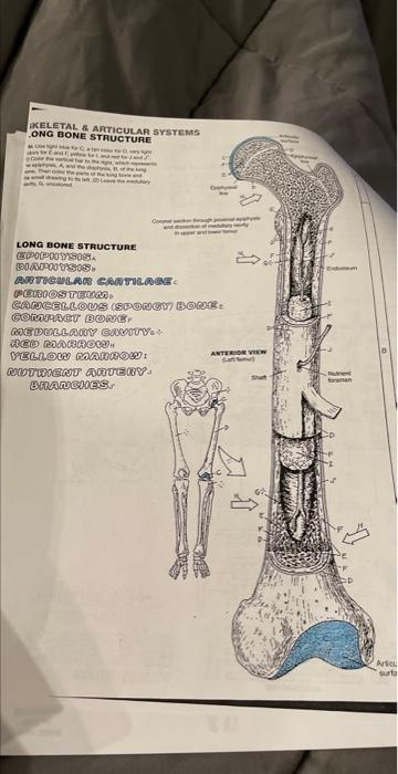 AKELETAL A ARTICULAR SYSTEMS ,ONG BONE STPUCTURE LONQ | Chegg.com