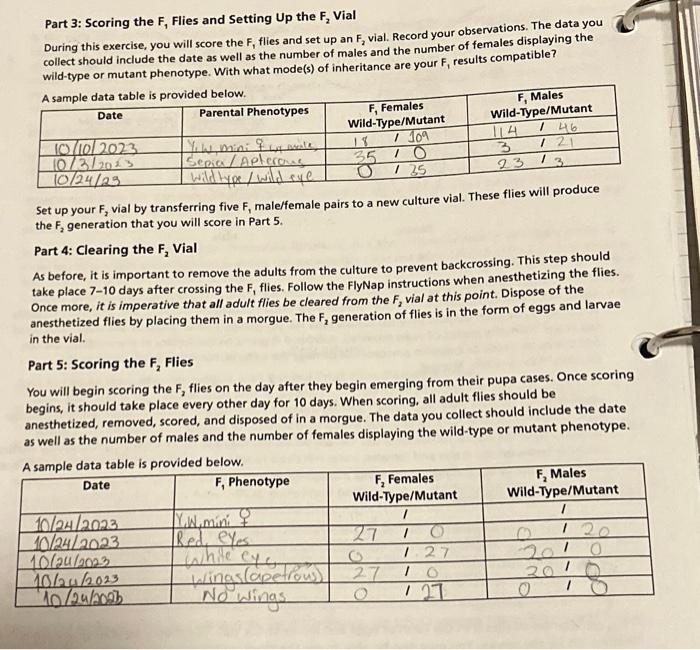 Solved Part 3: Scoring the F1 Flies and Setting Up the F2 | Chegg.com
