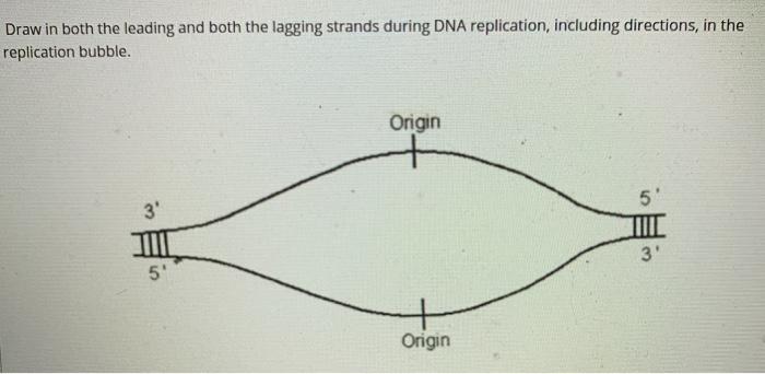 Solved Draw in both the leading and both the lagging strands | Chegg.com